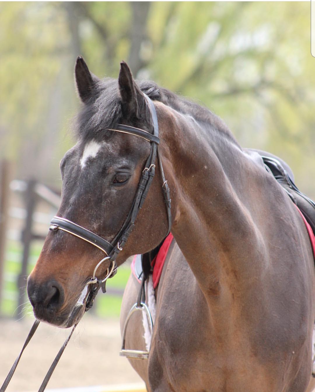 Our Horses Lesson Horses | Lesson Horse | Riding Horse | Spruce Meadow Farm